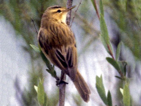 Photos - Streaked Reed Warbler - Acrocephalus sorghophilus - Birds of ...