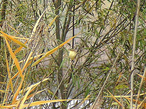 Speckled Reed Warbler - eBird