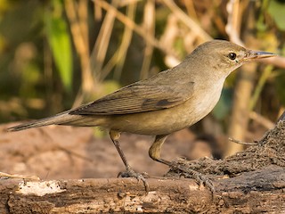 Large-billed Reed Warbler - Acrocephalus orinus - Birds of the World