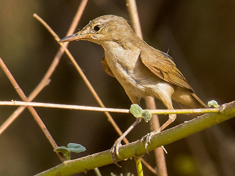 Large-billed Reed Warbler - eBird