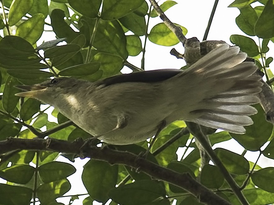 Large-billed Reed Warbler - eBird