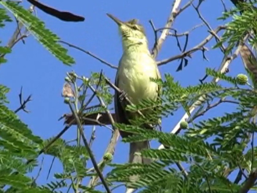 Saipan Reed Warbler - eBird