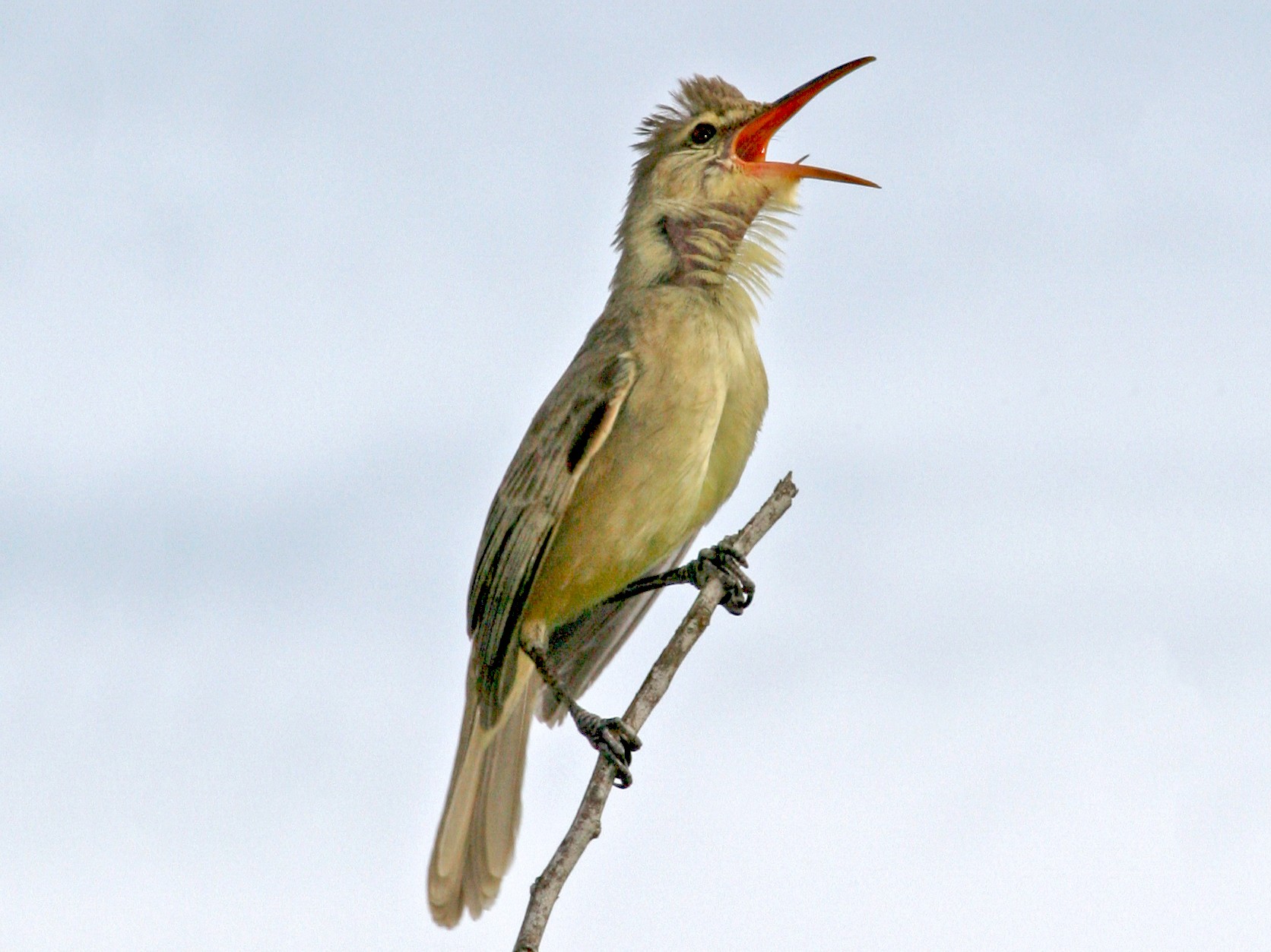 Saipan Reed Warbler - eBird