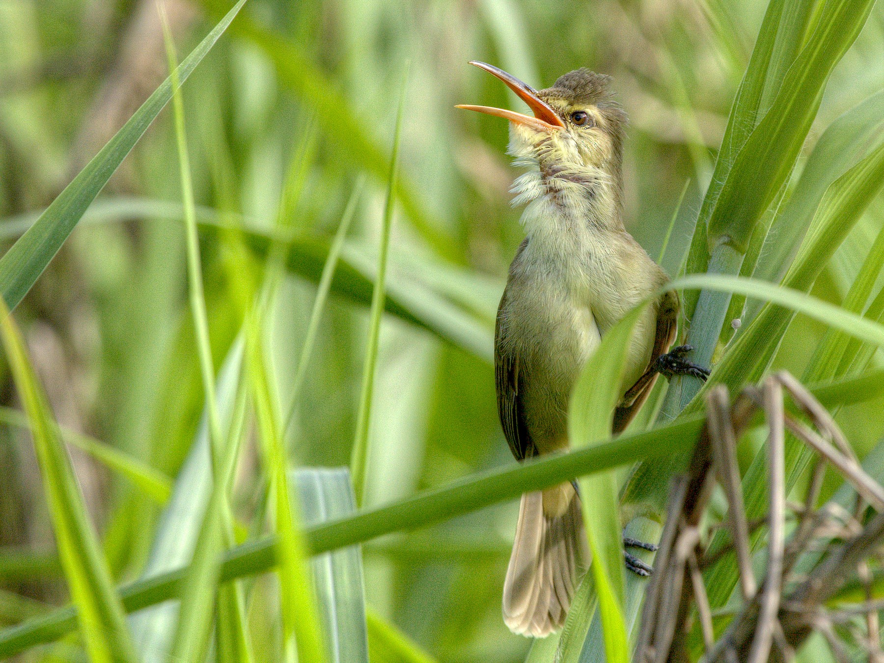 Saipan Reed Warbler - eBird