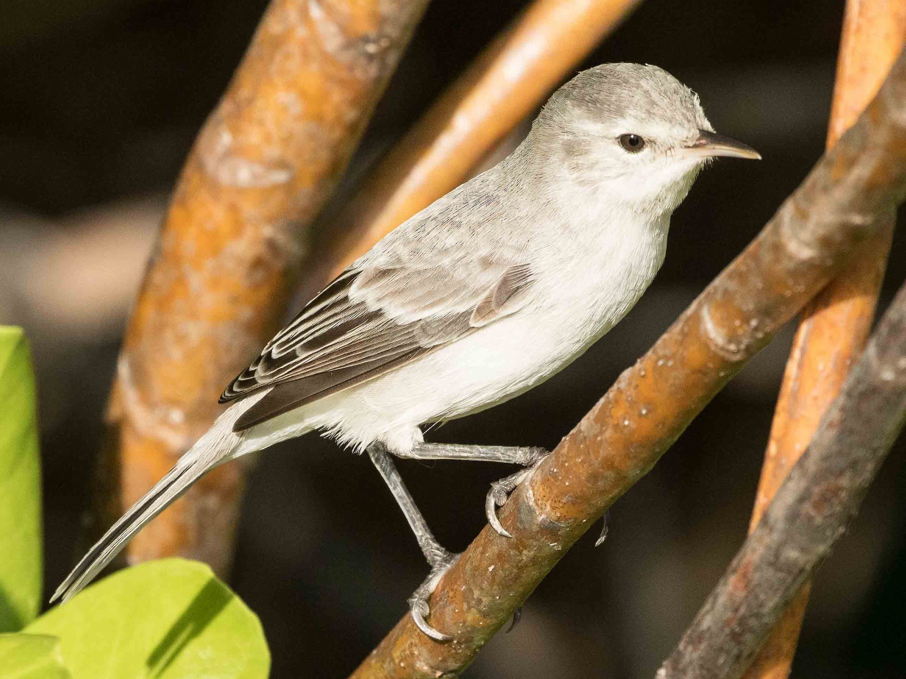 Kiritimati Reed Warbler - eBird