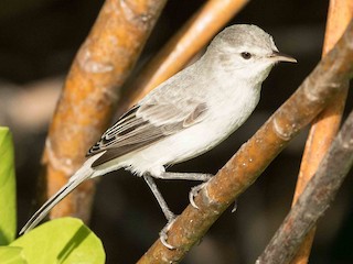 Bokikokiko - eBird