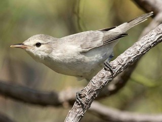 Bokikokiko - eBird