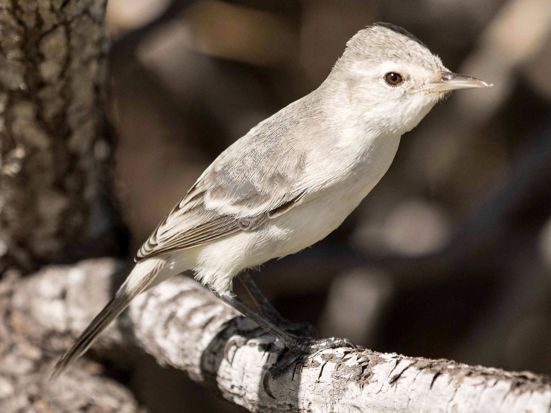 Bokikokiko - eBird