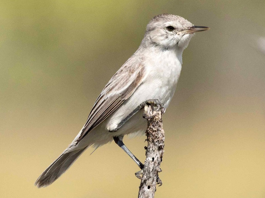 Kiritimati Reed Warbler - eBird
