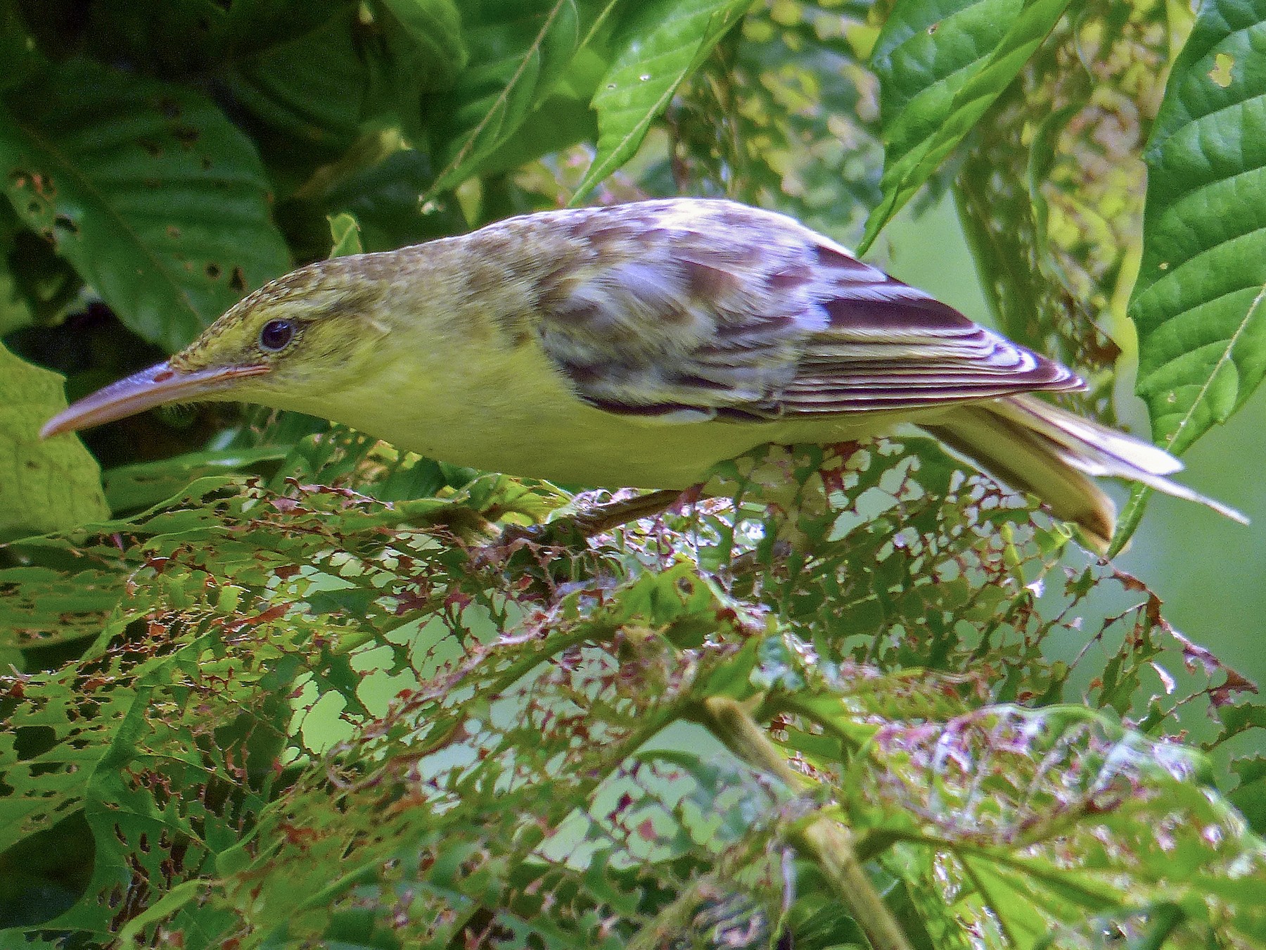 Carricero de las Marquesas - eBird