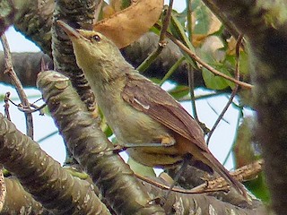 Pitcairn Reed Warbler - eBird