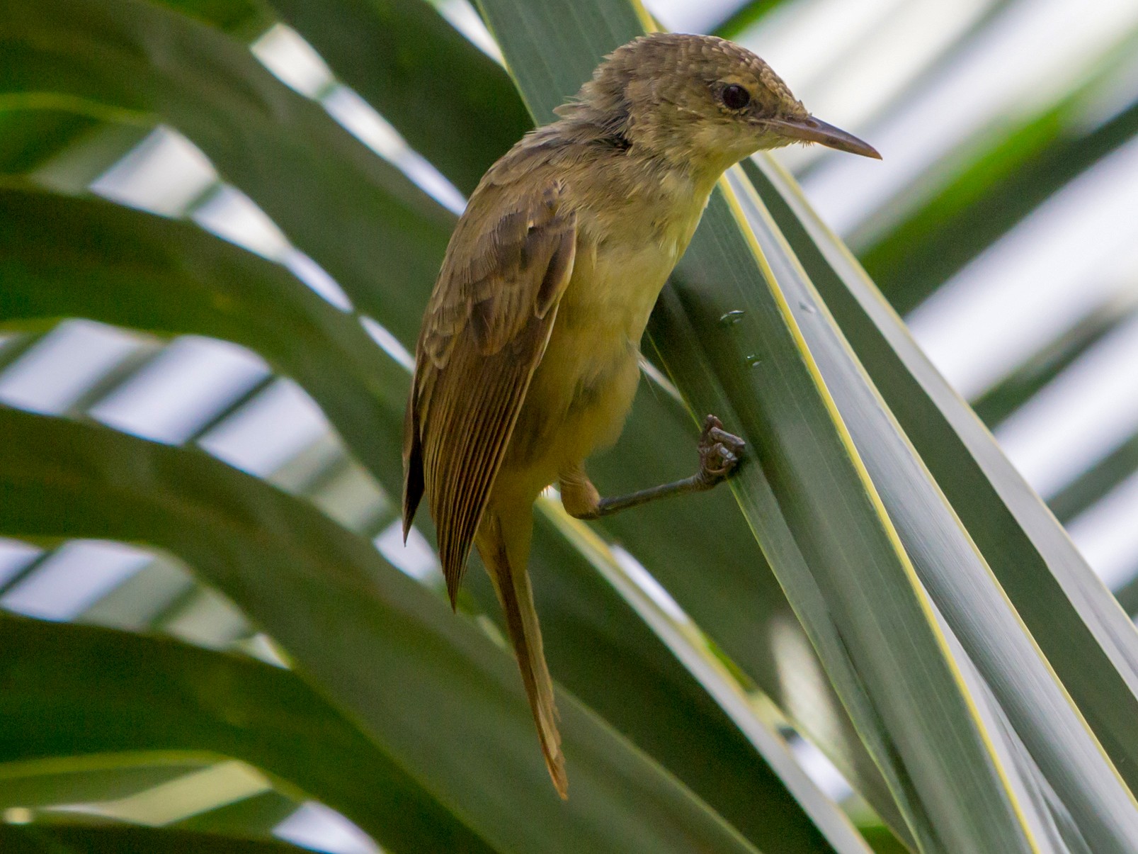 Pitcairn Reed Warbler - eBird