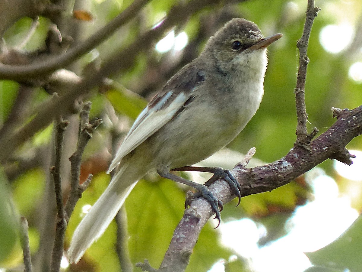 Pitcairn Reed Warbler - Acrocephalus vaughani - Birds of the World