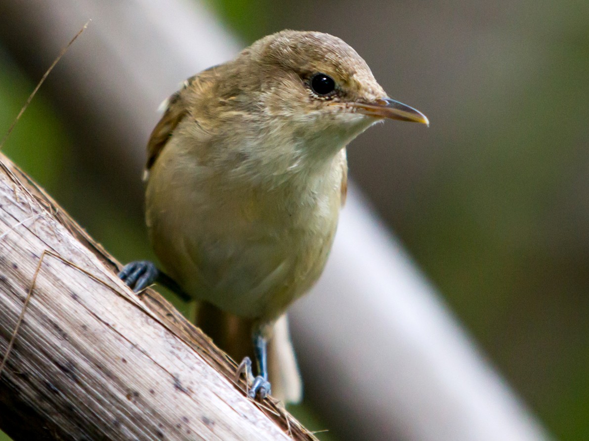 Henderson Island Reed Warbler - eBird