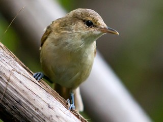 Henderson Island Reed Warbler - eBird