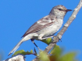 Henderson Island Reed Warbler - Acrocephalus taiti - Birds of the World