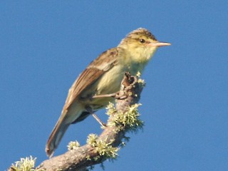 Rimatara Reed Warbler - Acrocephalus rimitarae - Birds of the World