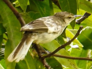 Rimatara Reed Warbler - eBird