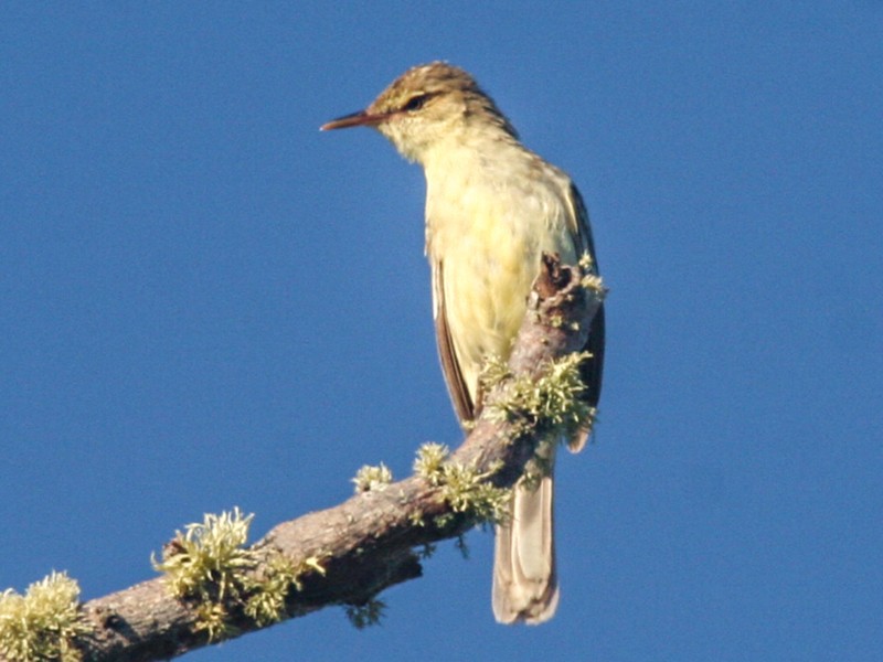 Rimitara Reed Warbler - eBird