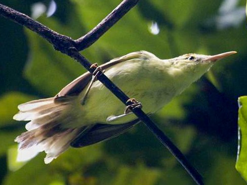 Tahiti Reed Warbler - eBird