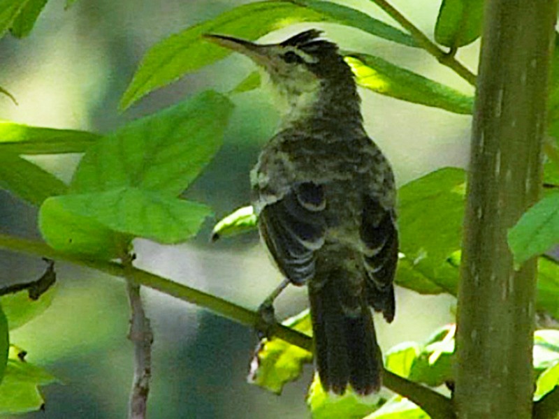 Tahiti Reed Warbler - eBird