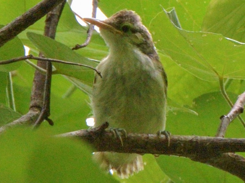 Tahiti Reed Warbler - eBird