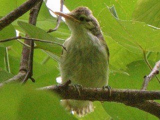 Tahiti Reed Warbler - eBird