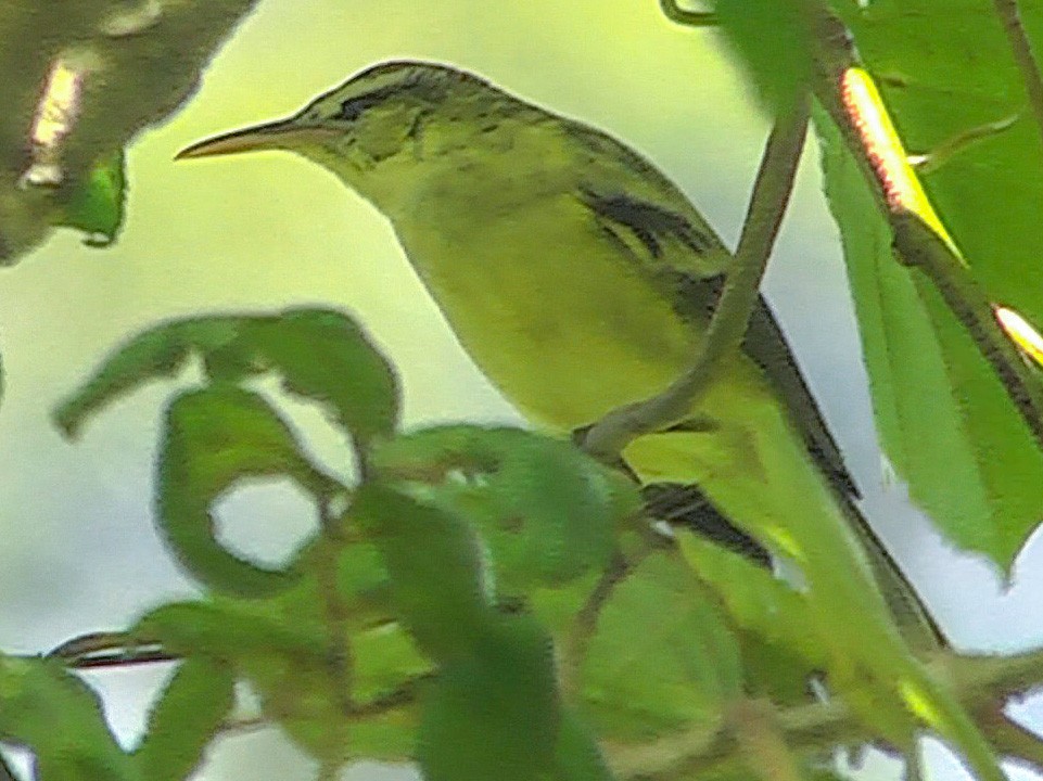 Tahiti reed warbler - eBird