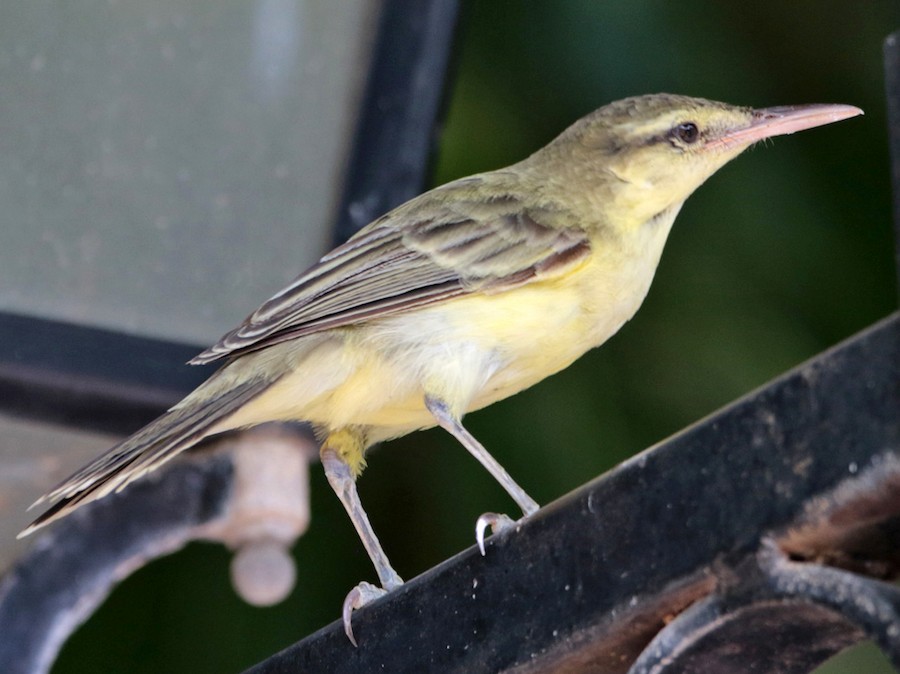 Carricero de las Marquesas Septentrionales - eBird