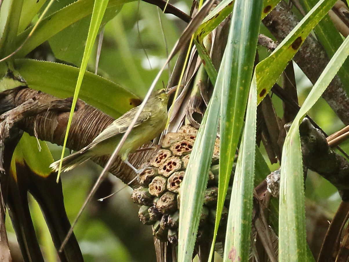 Carricero de las Marquesas Septentrionales - eBird
