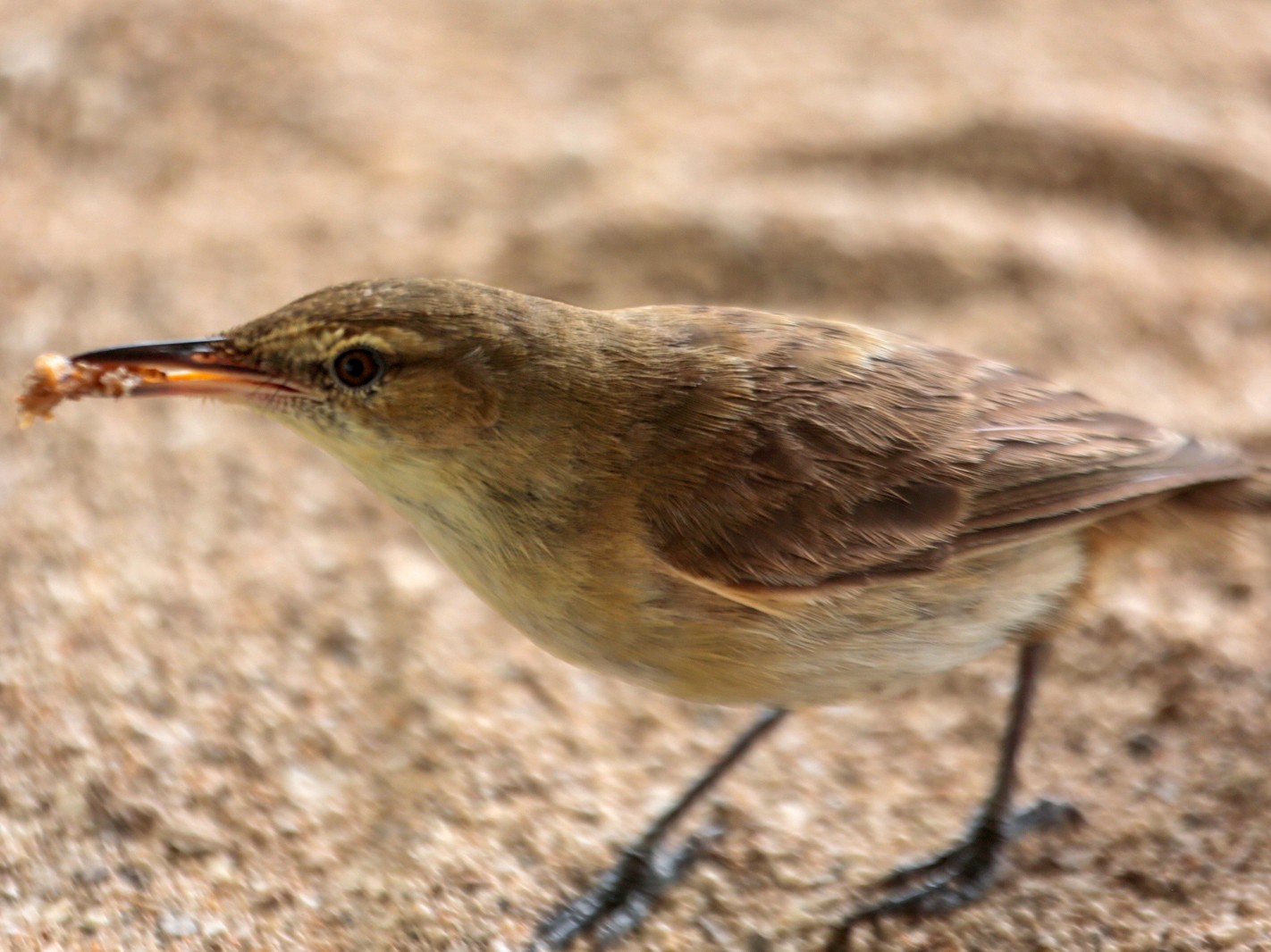 Tuamotu Reed Warbler - eBird