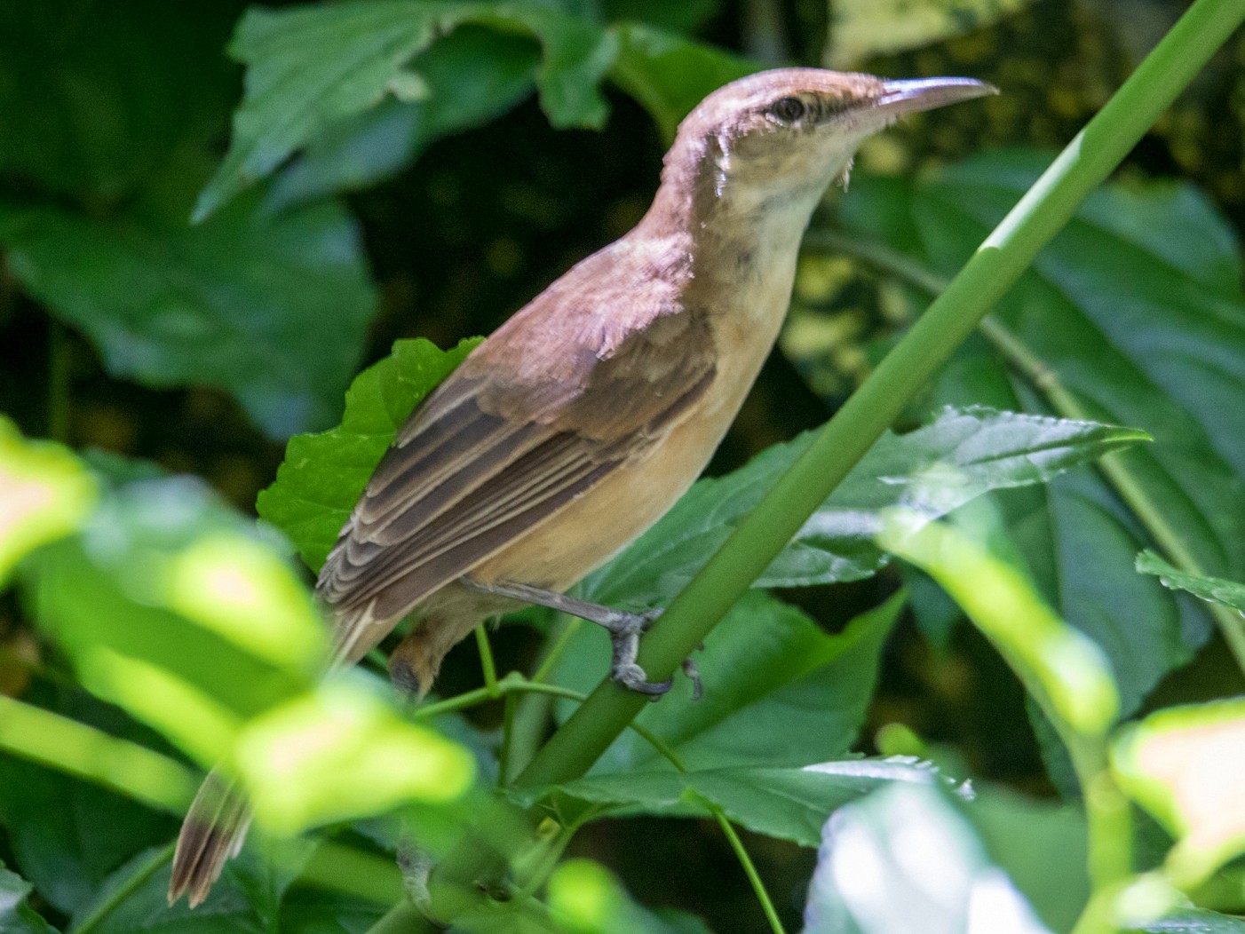 Tuamotu Reed Warbler - eBird