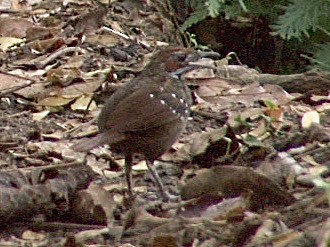 Ratina de Sierra Madre - eBird