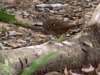 Sierra Madre Ground-Warbler - eBird