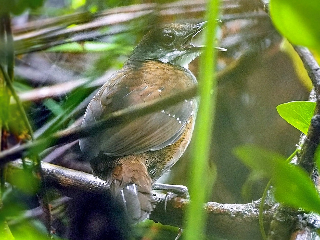 bicol ground-warbler - eBird