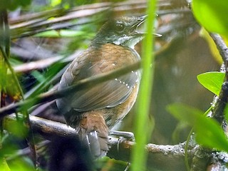 Bicol Ground-Warbler - eBird
