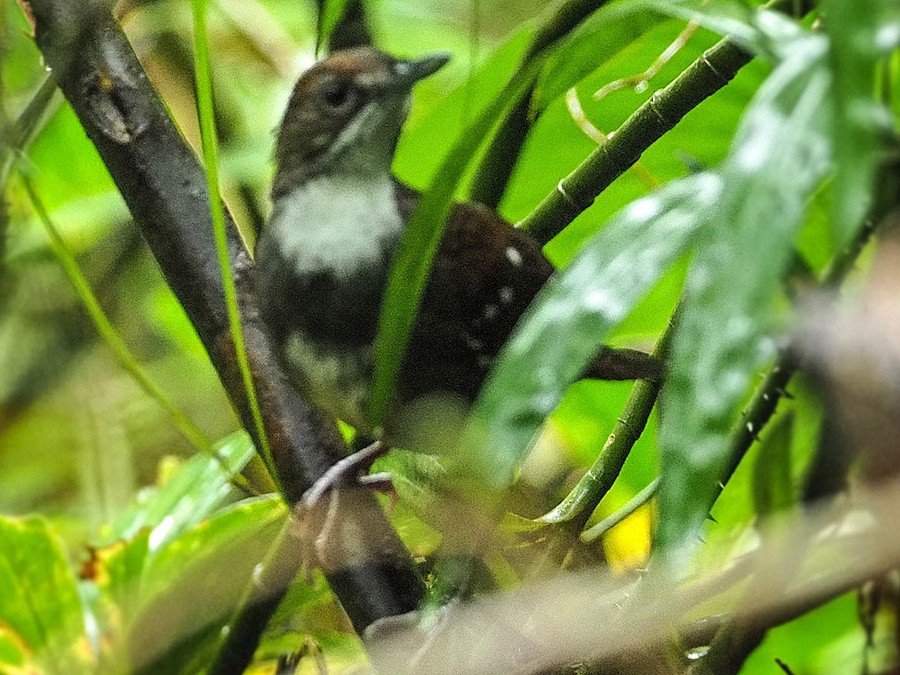 Робсонія темнодзьоба - eBird