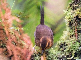 Santo Thicketbird - eBird