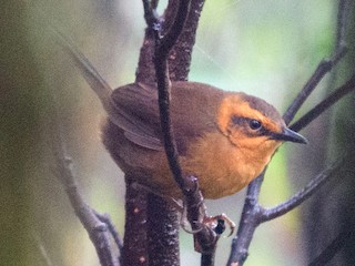 Santo Thicketbird - eBird