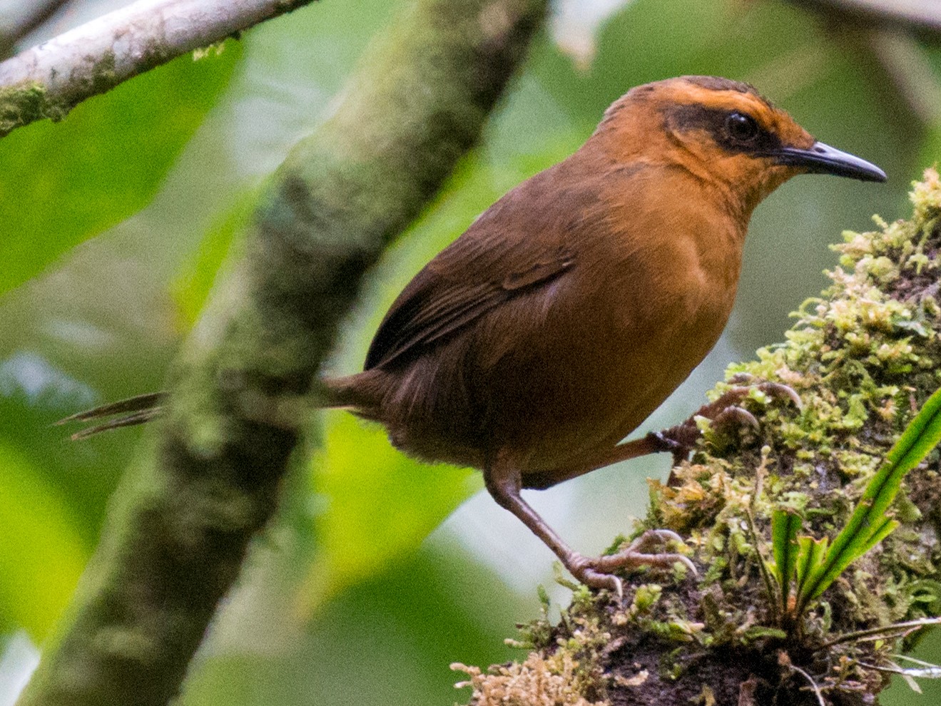 Guadalcanal Thicketbird - eBird