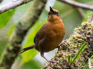 Santo Thicketbird - eBird