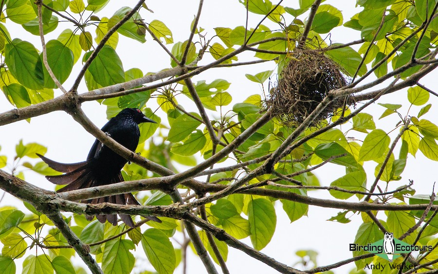 Wallacean Drongo (Sumba) - eBird