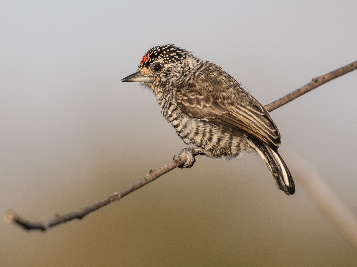 White-barred Piculet - Picumnus cirratus - Birds of the World