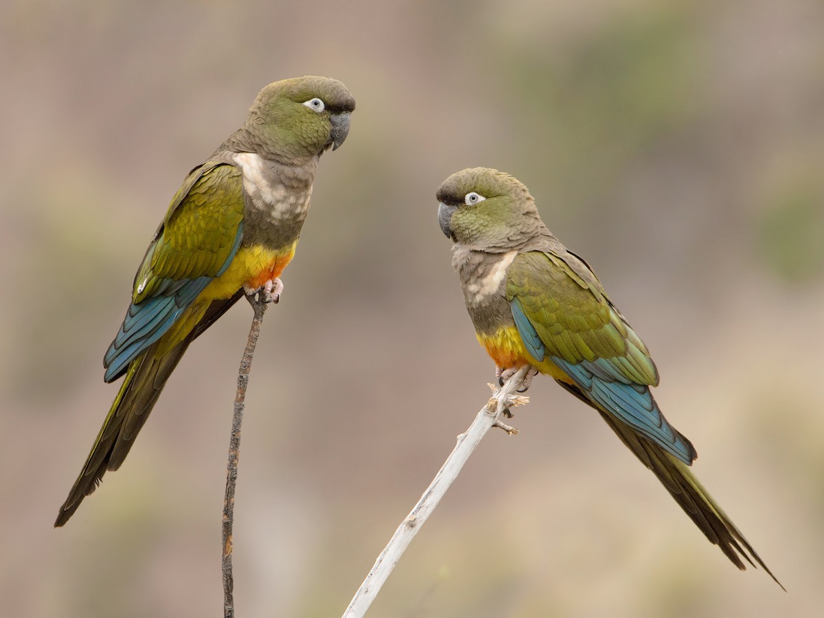 Burrowing Parakeet - Cyanoliseus patagonus - Birds of the World