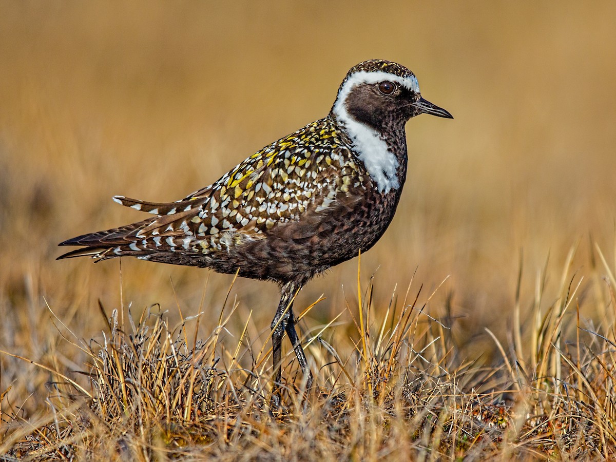 American Golden-Plover - Pluvialis dominica - Birds of the World