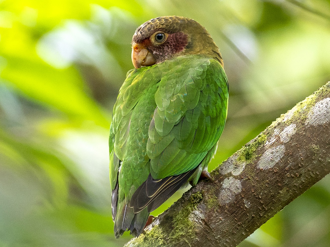 Lorito Carirrosado - eBird