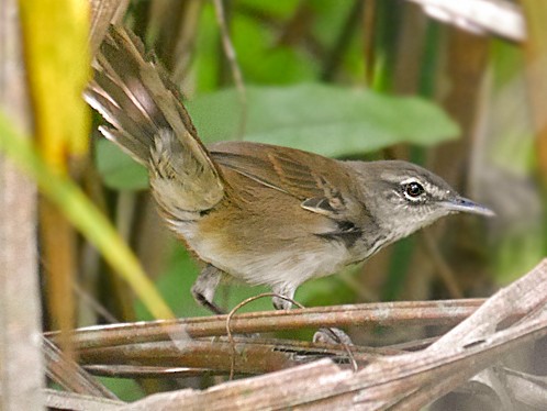 Dja River Swamp Warbler - eBird