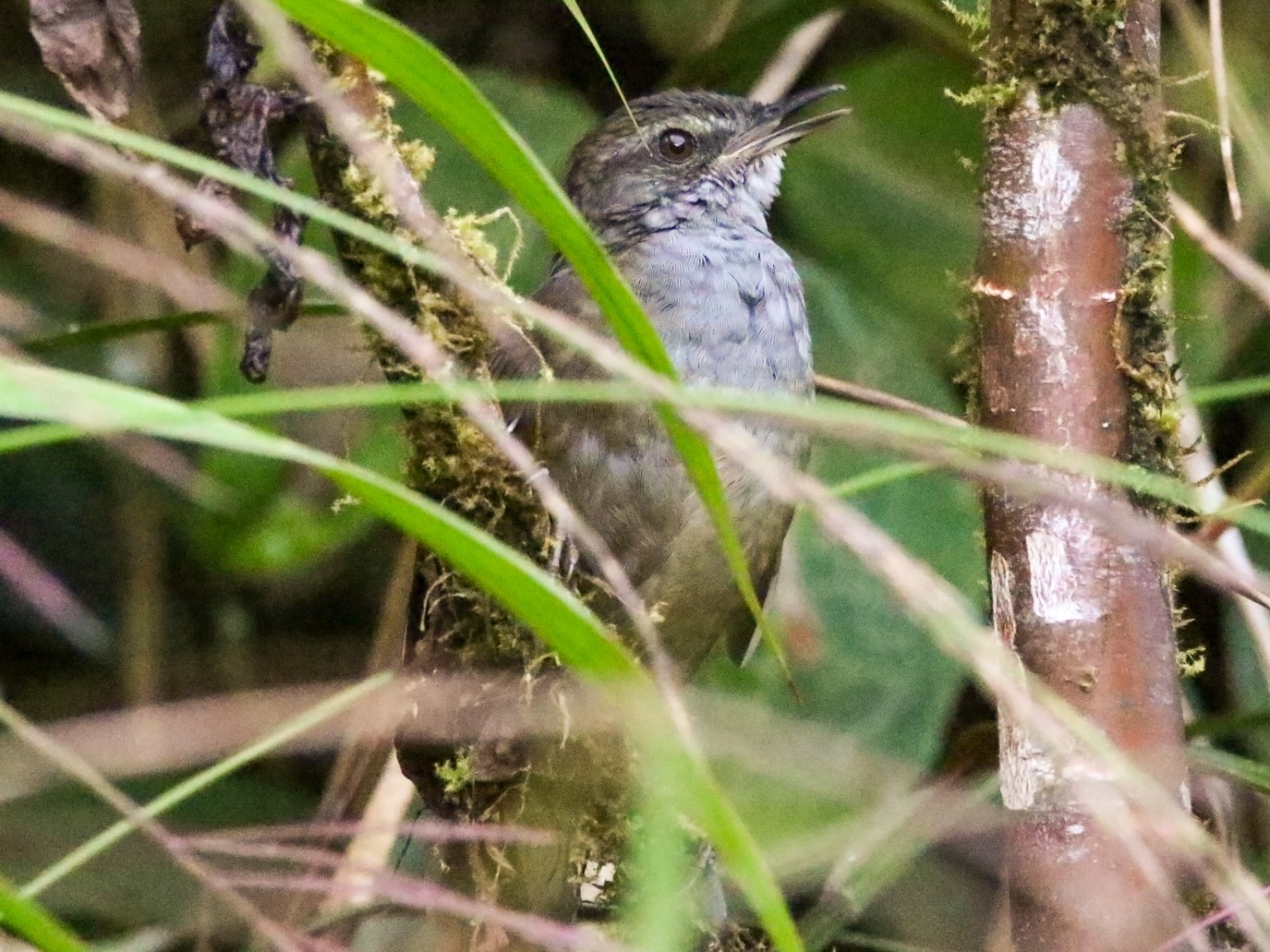 Long-tailed Bush Warbler - eBird