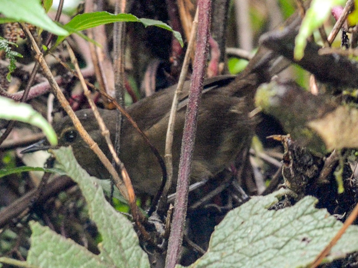 Locustelle à longue queue - eBird