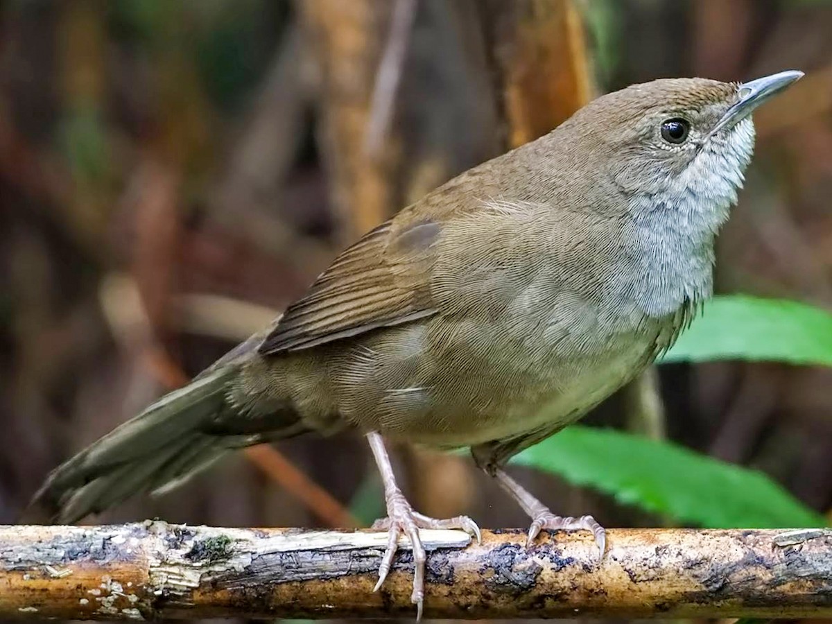 Benguet Bush Warbler - Locustella seebohmi - Birds of the World